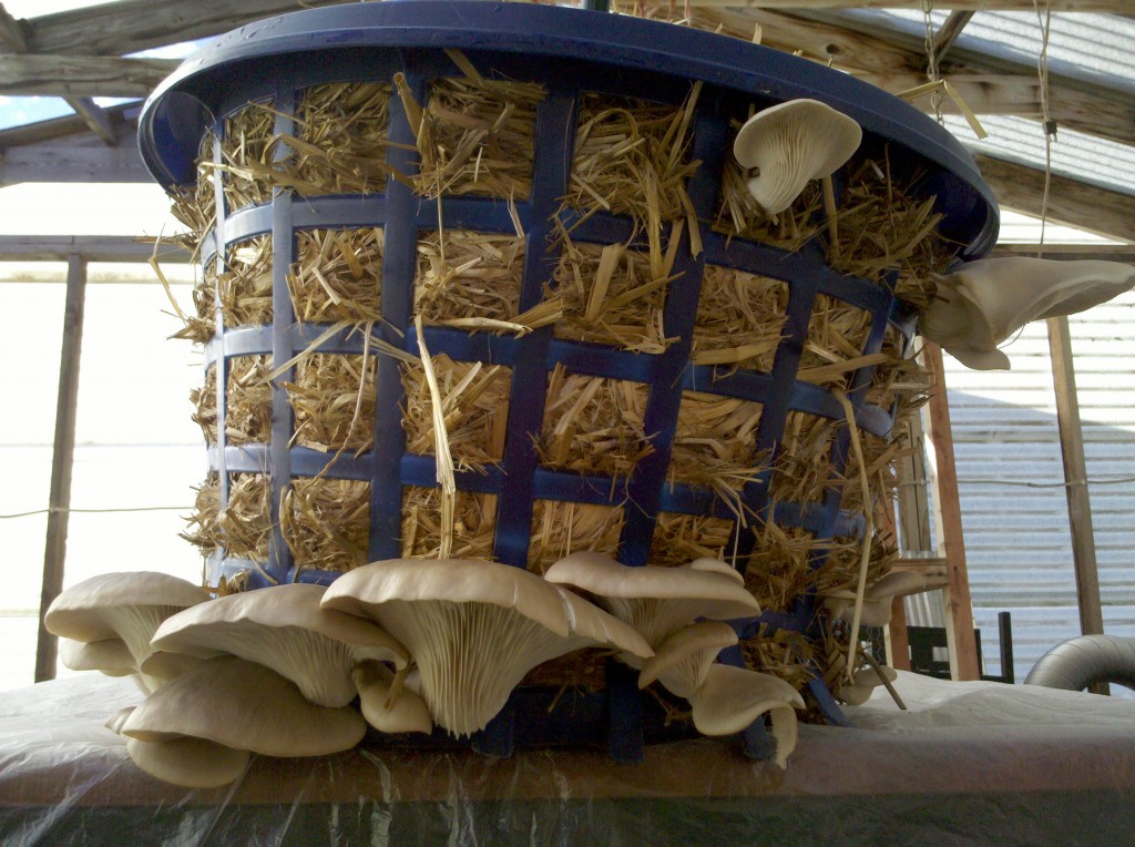 Home Mushroom Cultivation From Scratch | Montana Mushrooms