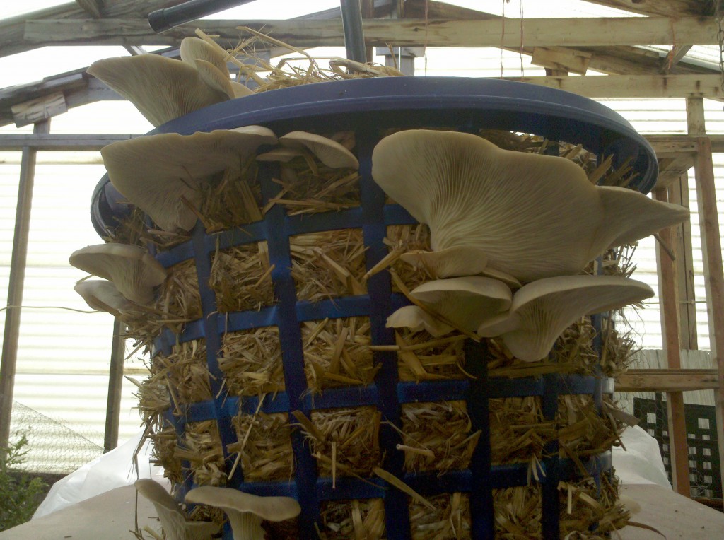 Home Mushroom Cultivation From Scratch | Montana Mushrooms